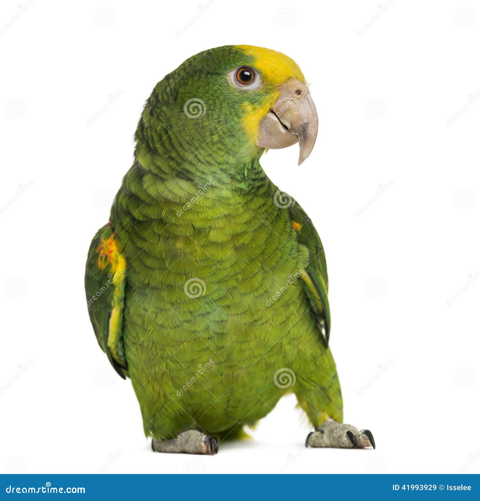 Yellow-headed Amazon (6 Months Old), Isolated Stock Image - Image of ...