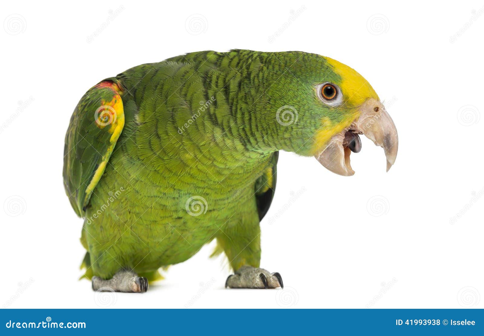 Yellow-headed Caracara, Milvago Chimachima, Bird Fly Above Green ...