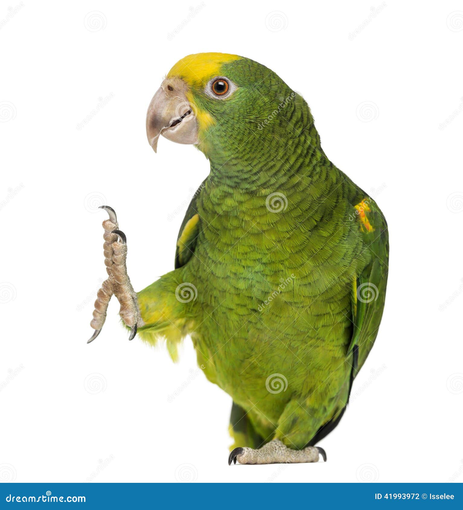 Yellow-headed Amazon (6 Months Old), Isolated Stock Photo - Image of ...