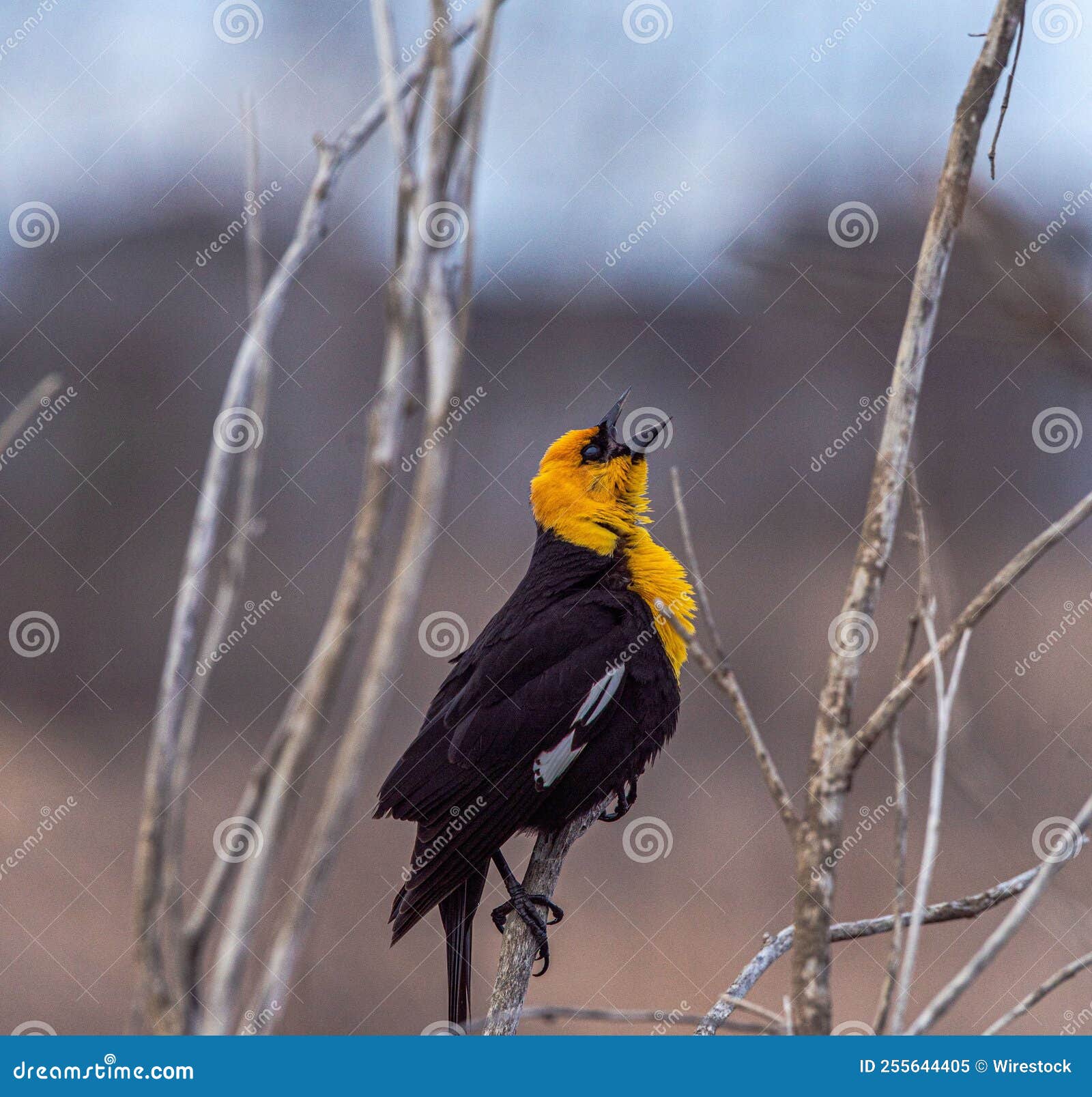 Yellow-headed Black Bird Perching on a Tree Branch Stock Image - Image ...