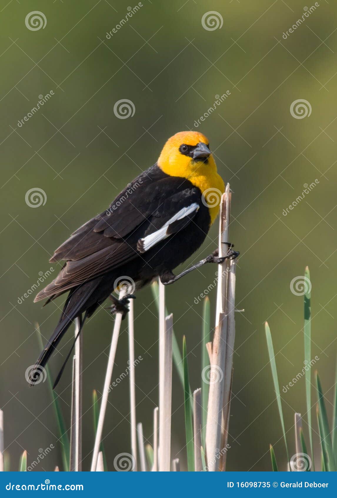 Yellow-headed Caracara, Milvago Chimachima, Bird Fly Above Green ...