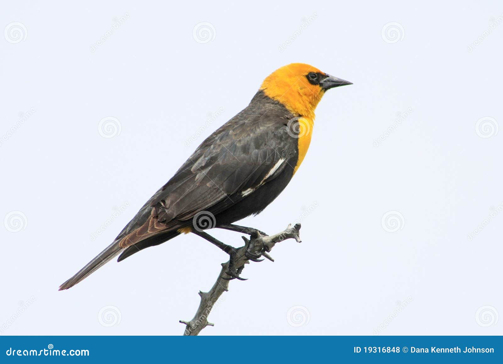 Yellow-headed Caracara, Milvago Chimachima, Bird Fly Above Green ...