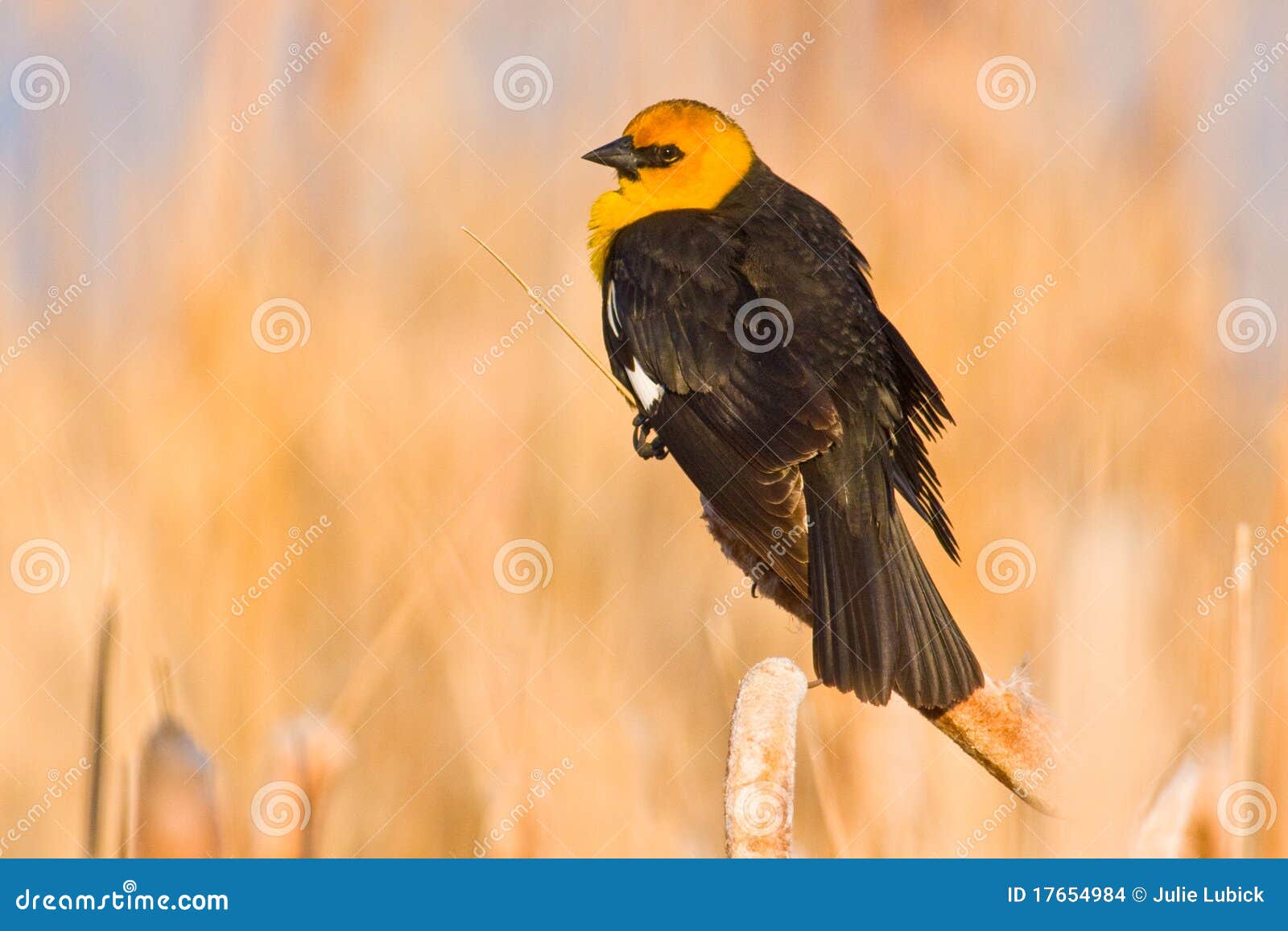 Yellow-headed Caracara, Milvago Chimachima, Bird Fly Above Green ...