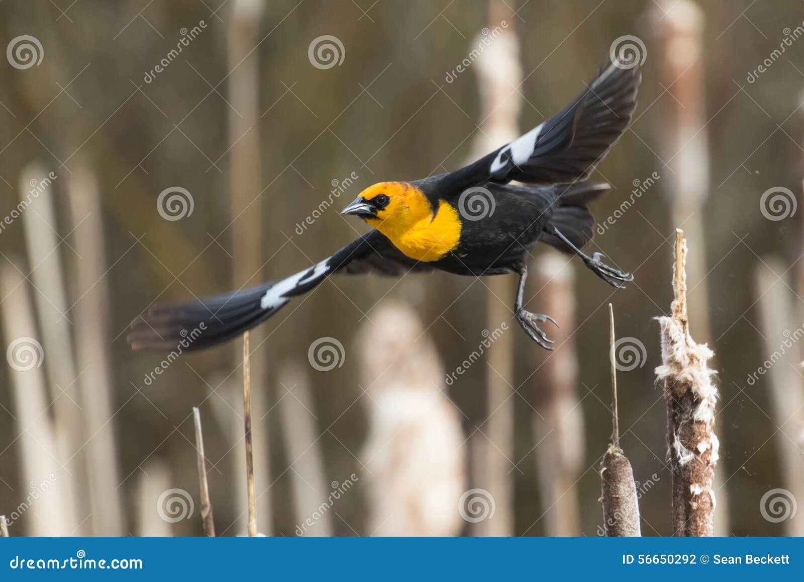 Yellow-headed Caracara, Milvago Chimachima, Bird Fly Above Green ...