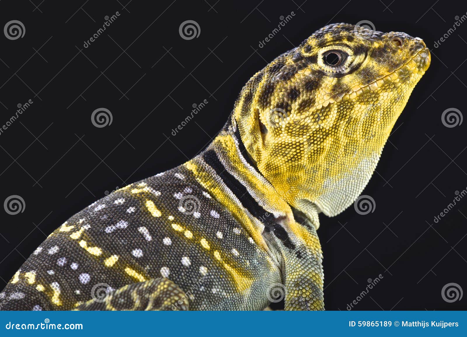 Yellow Headed Collared Lizard (Crotaphytus Collaris Auriceps) Stock ...