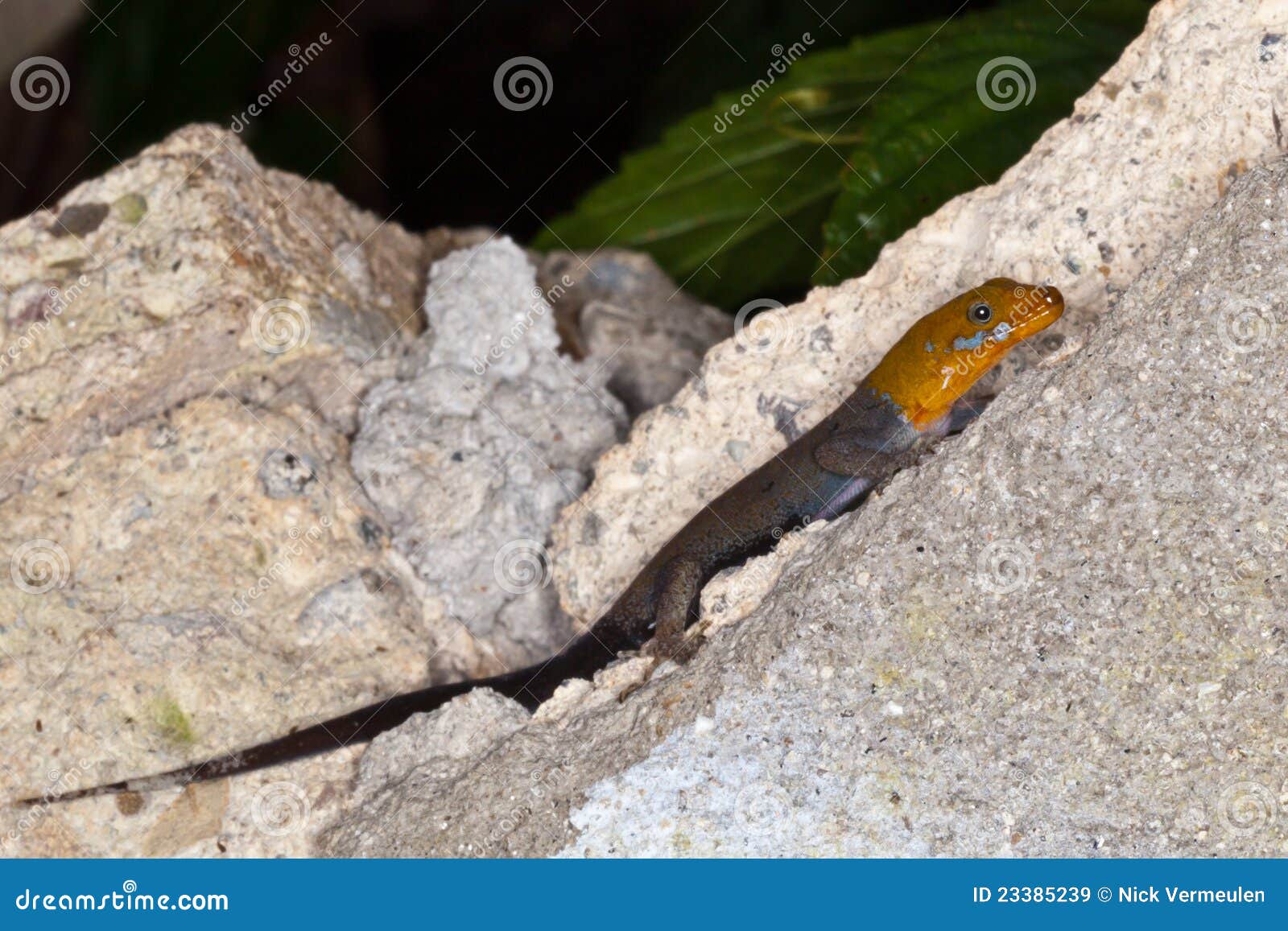 Yellow-headed gecko. stock image. Image of gonatodes - 23385239