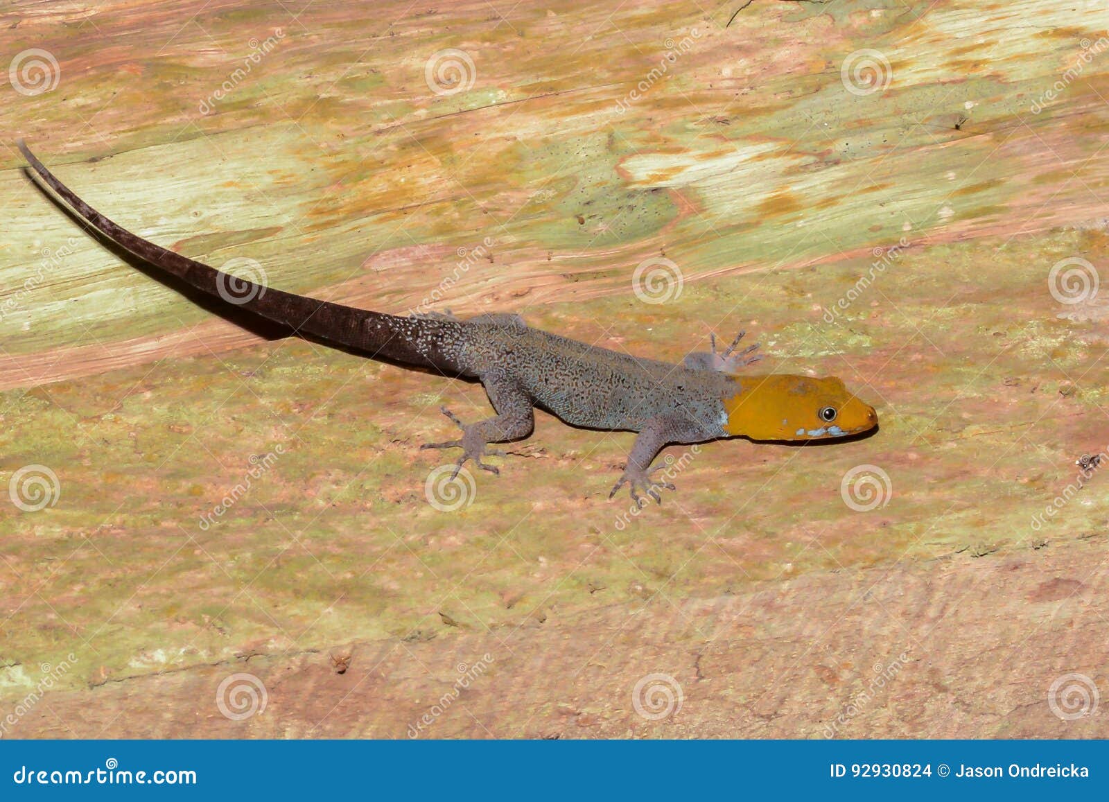 Yellow-headed Gecko stock photo. Image of nature, forest - 92930824