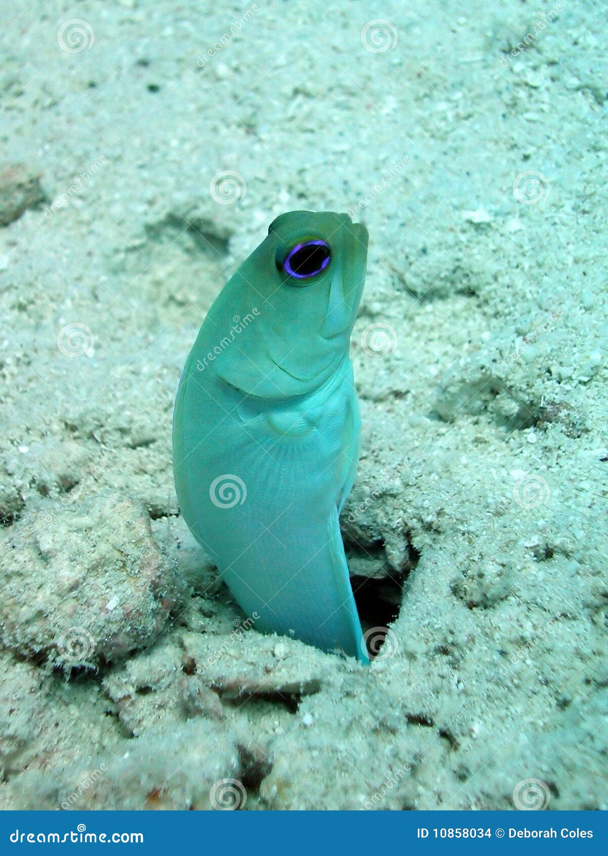 Yellow Headed Jaw Fish stock photo. Image of hole, eggs - 10858034