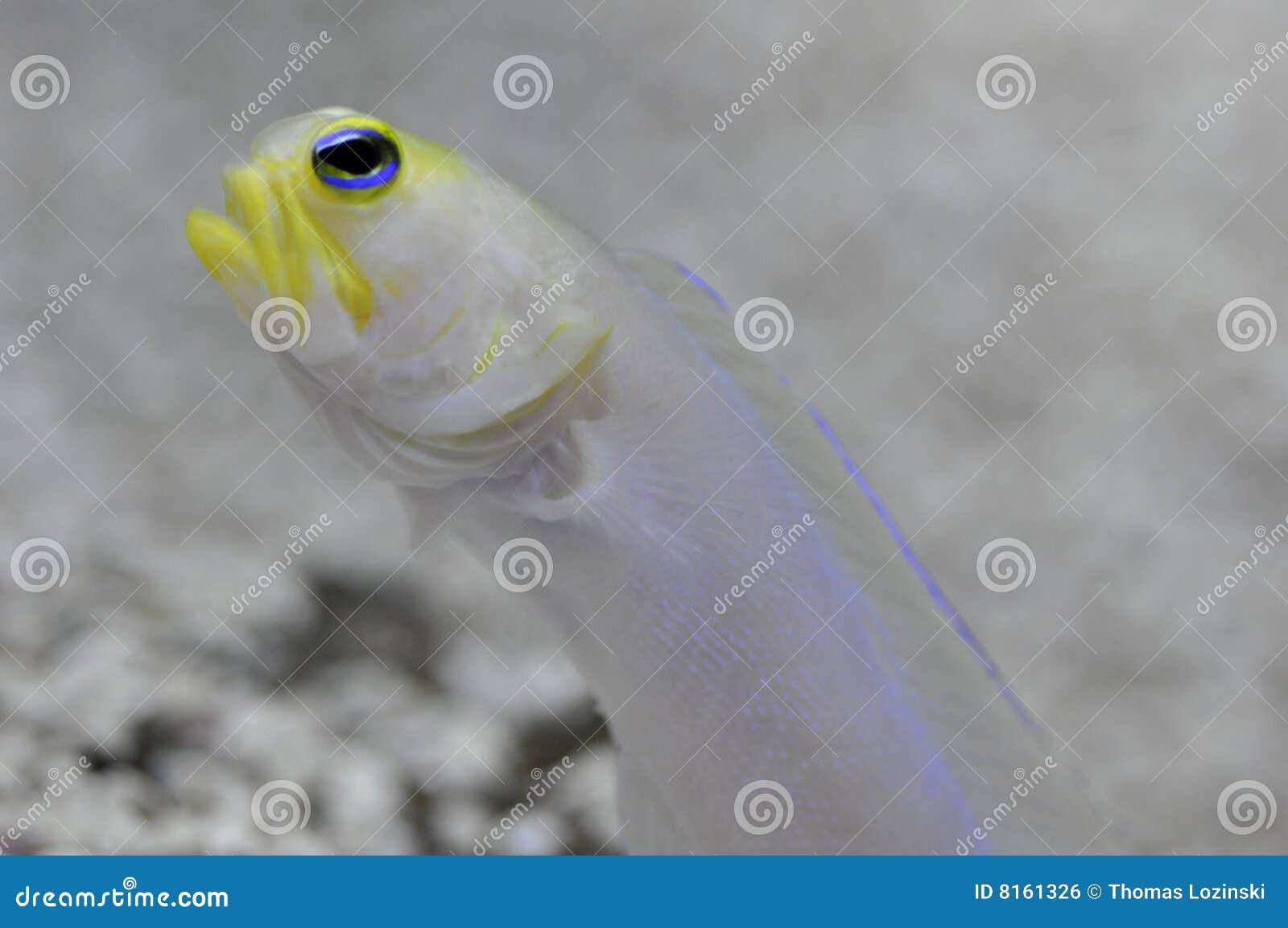 Yellow headed jawfish stock photo. Image of tank, swimming - 8161326