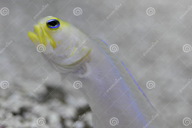 Yellow headed jawfish stock photo. Image of tank, swimming - 8161326