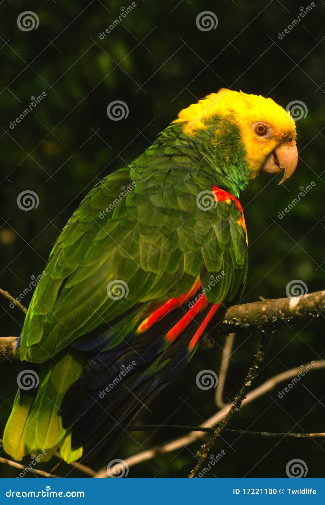 Yellow Headed Parrot stock photo. Image of plummage, nature - 17221100