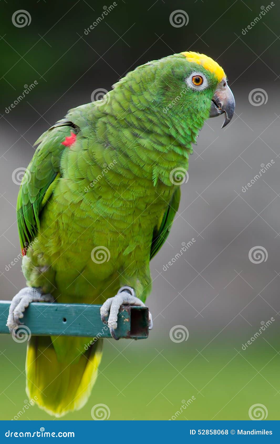 Yellow Headed Parrot stock photo. Image of yellow, nature - 52858068