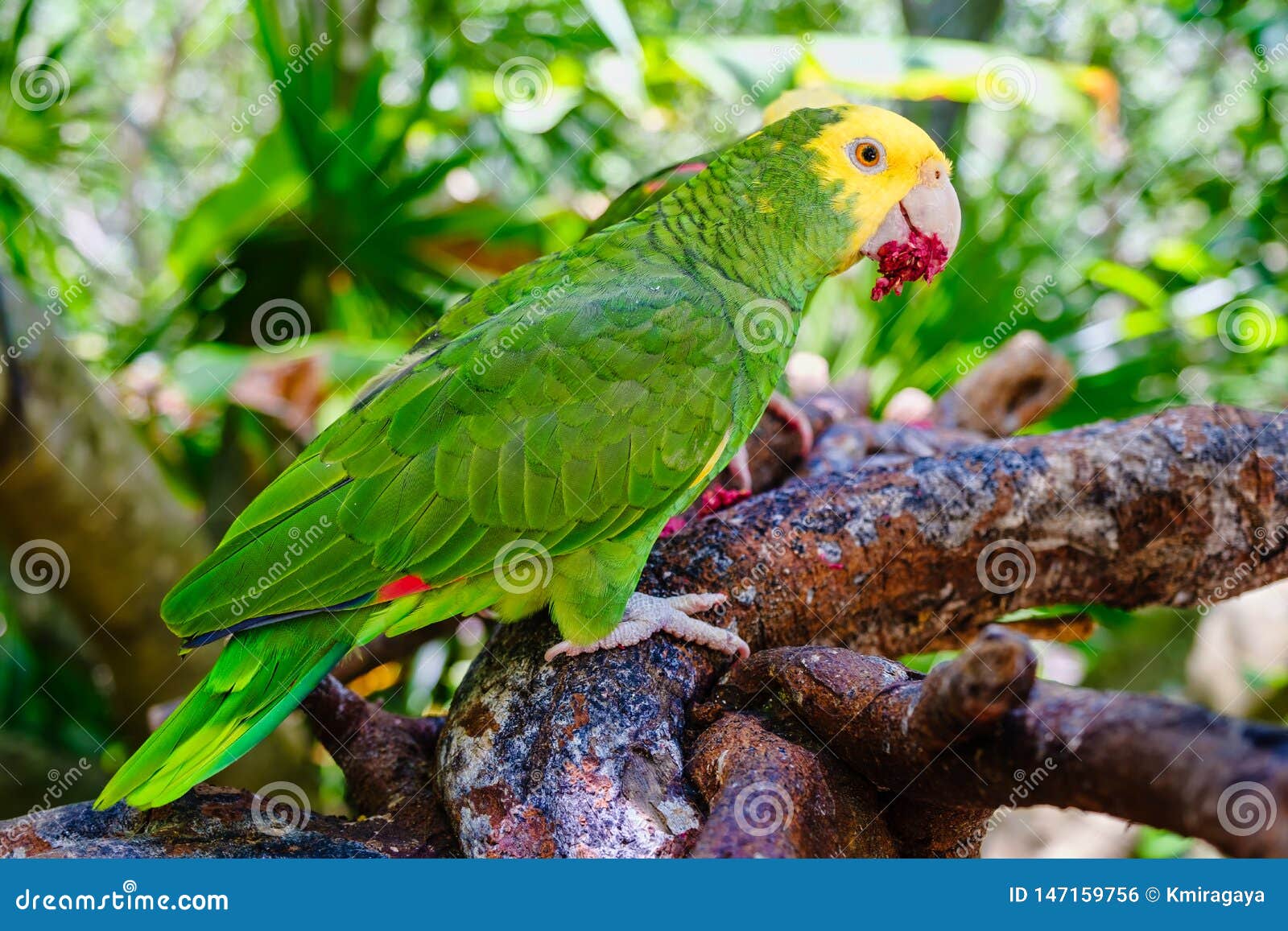 Yellow Headed Parrot Perched on a Tree Stock Photo - Image of mexican ...