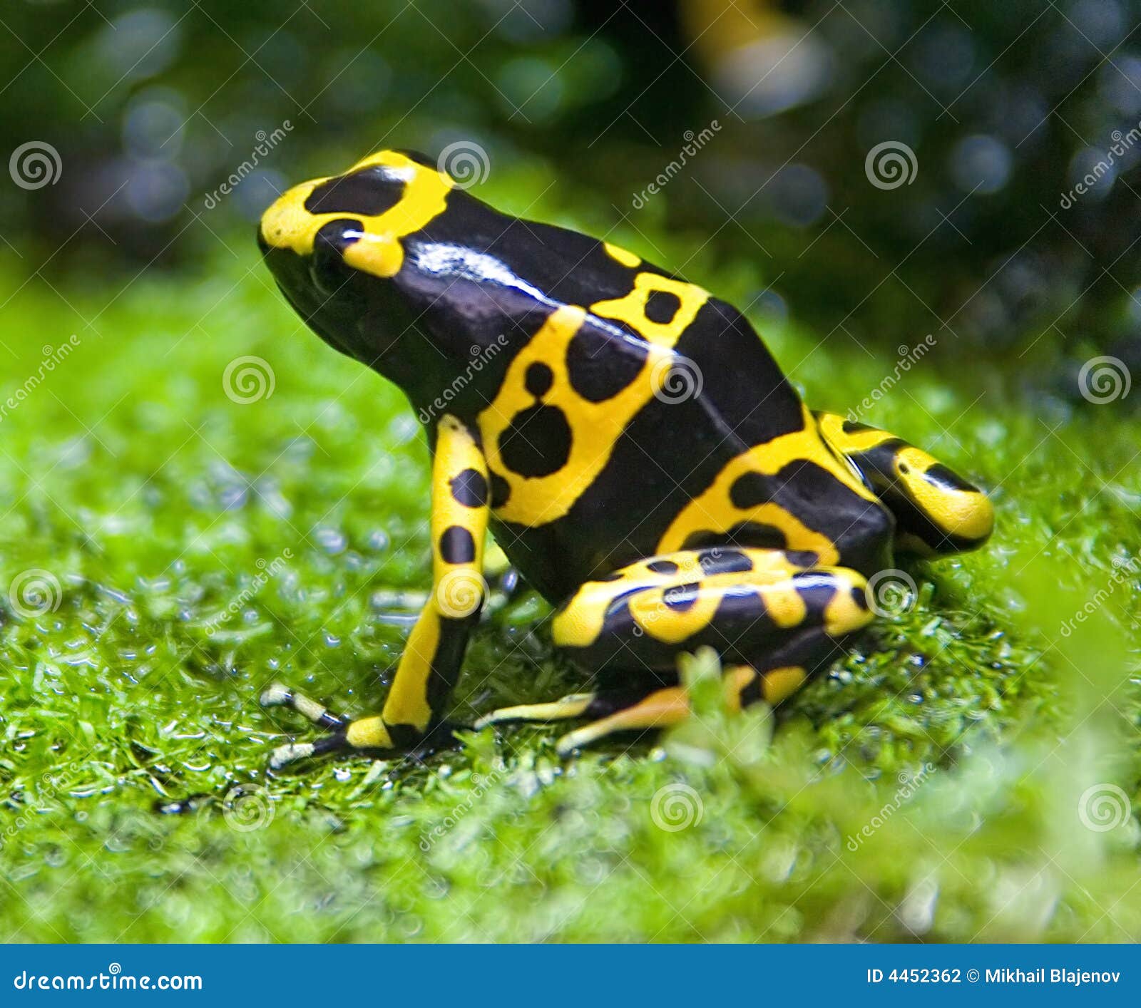 Yellow-headed Poison Frog 1 Stock Photo - Image of croak, portrait: 4452362