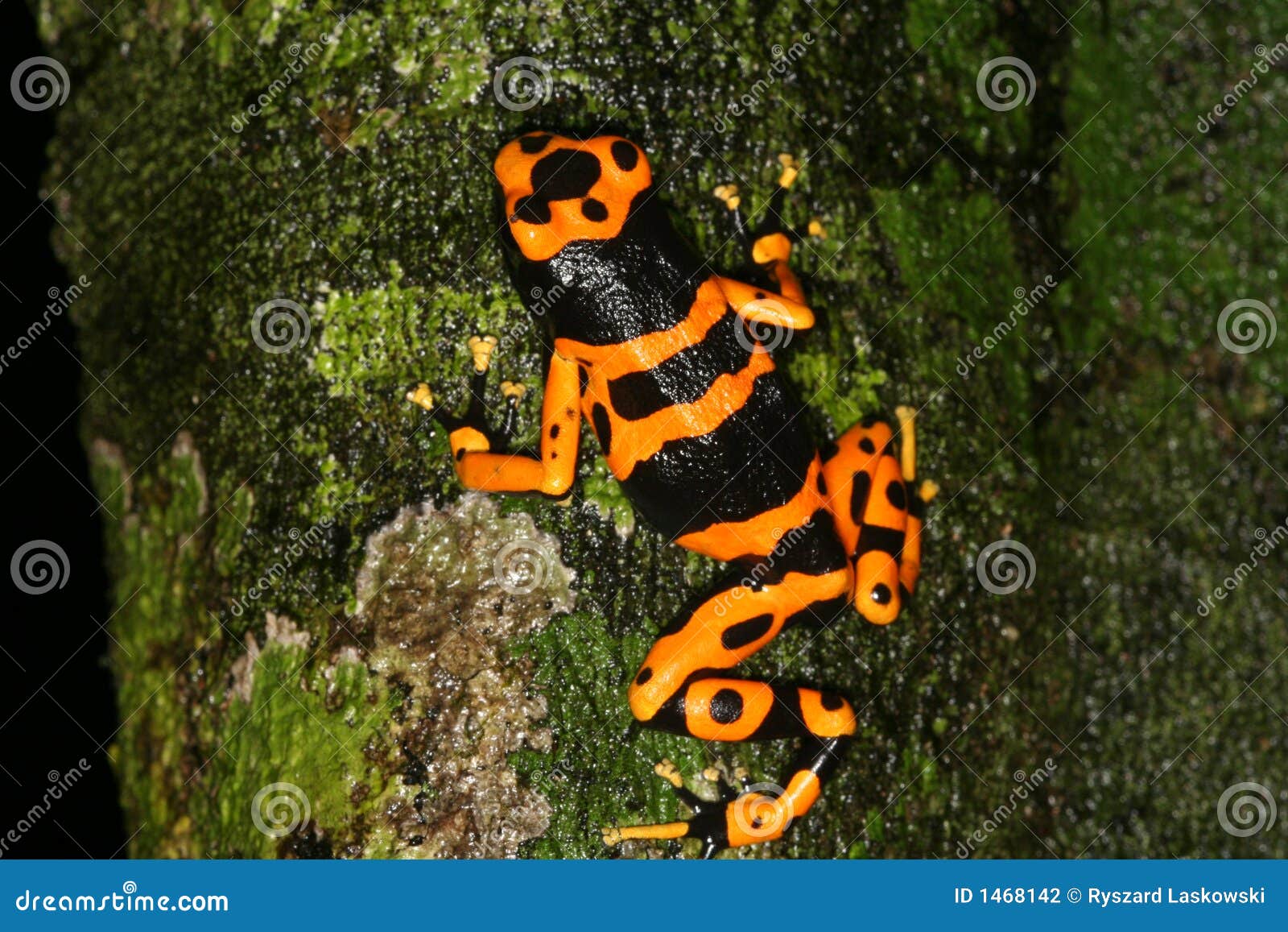 Yellow-headed Poison Frog stock photo. Image of dart, america - 1468142