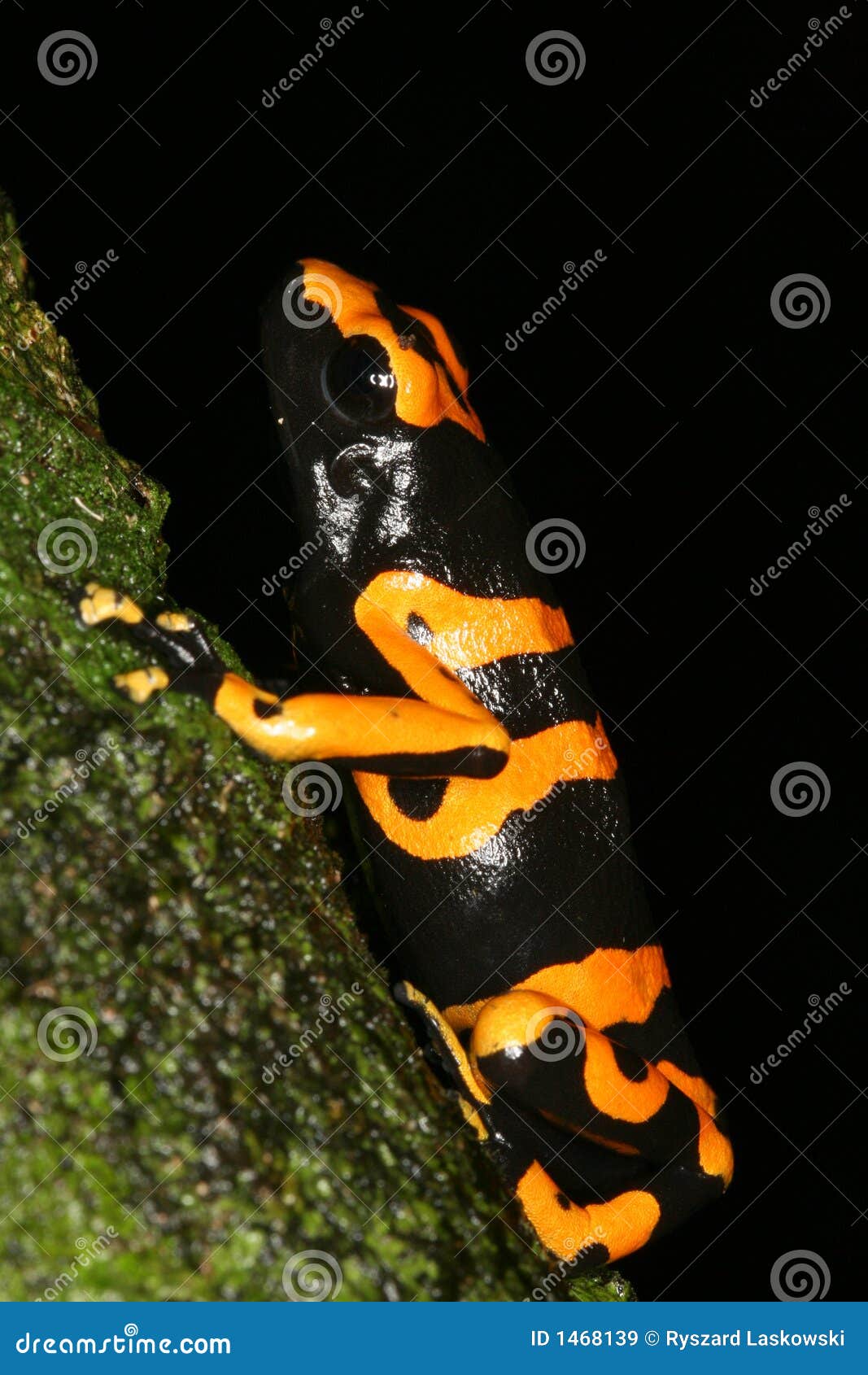 Yellow-headed Poison Frog 3 Stock Image - Image of rainforest, america ...