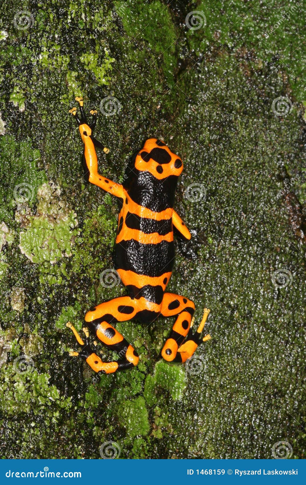 Yellow-headed Poison Frog 4 Stock Image - Image of jungle, caura: 1468159