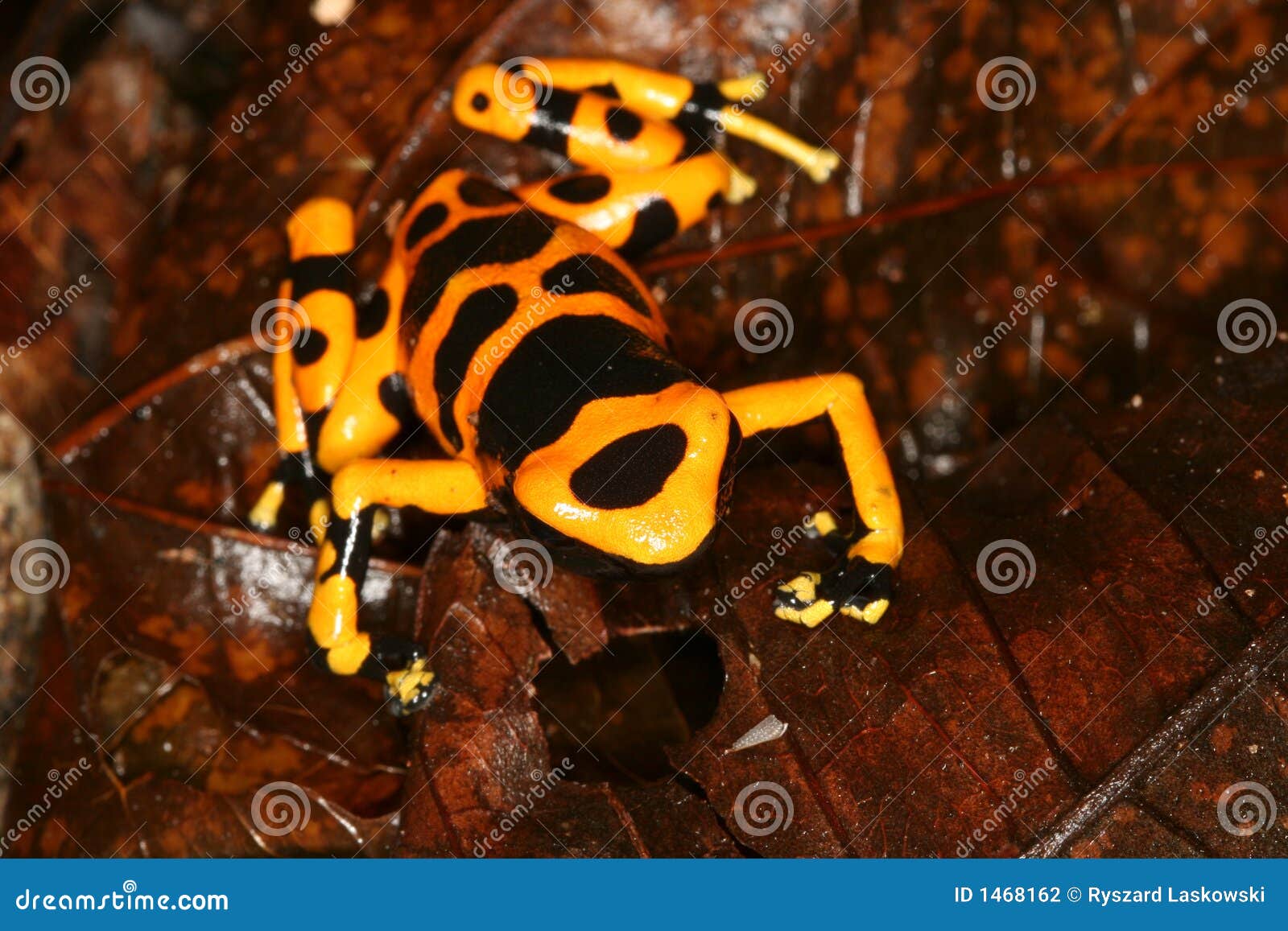 Yellow-headed Poison Frog 5 Stock Photo - Image of jungle, leucomelas ...