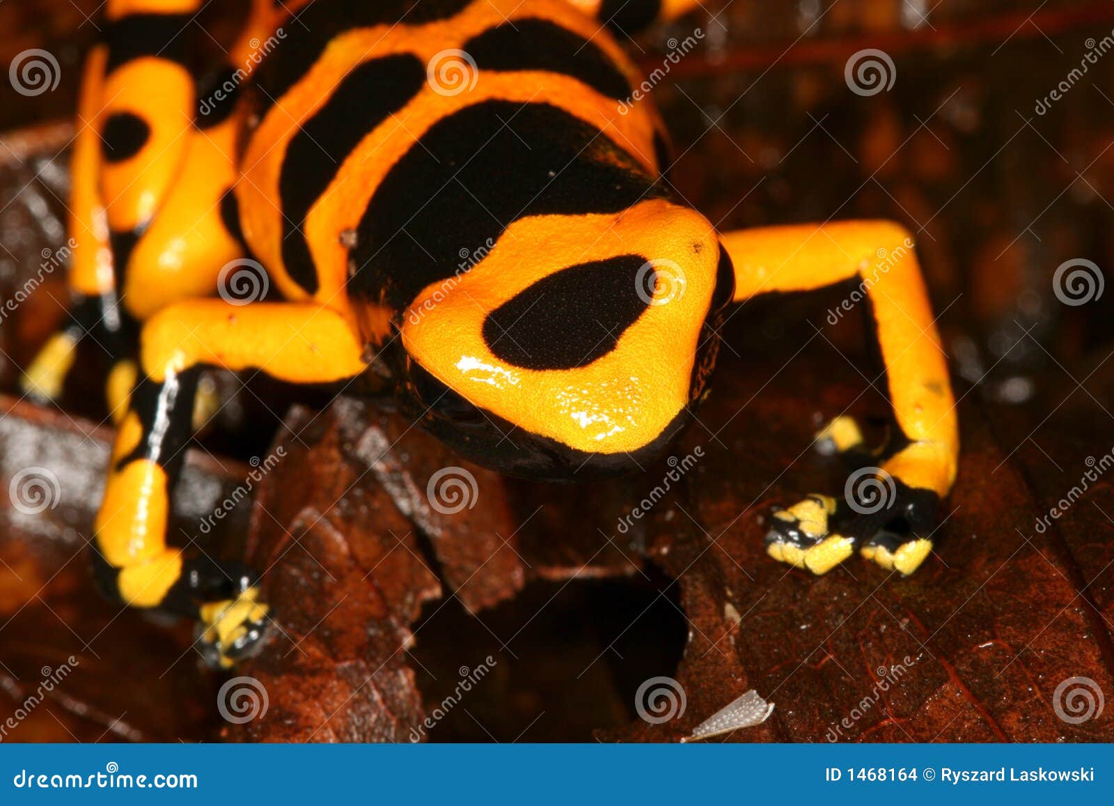 Yellow-headed Poison Frog 6 Stock Photo - Image of jungle, america: 1468164
