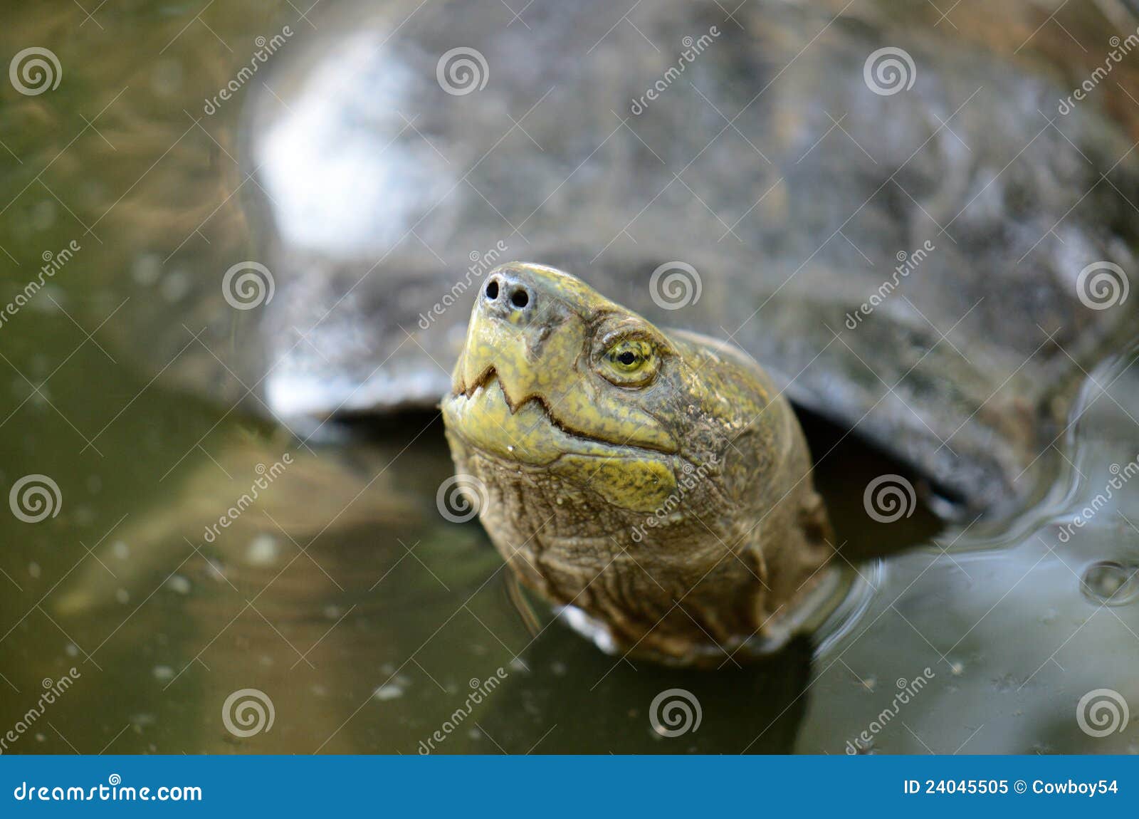 Turtle Headed Mushroom Growing On Tree Royalty-Free Stock Image ...