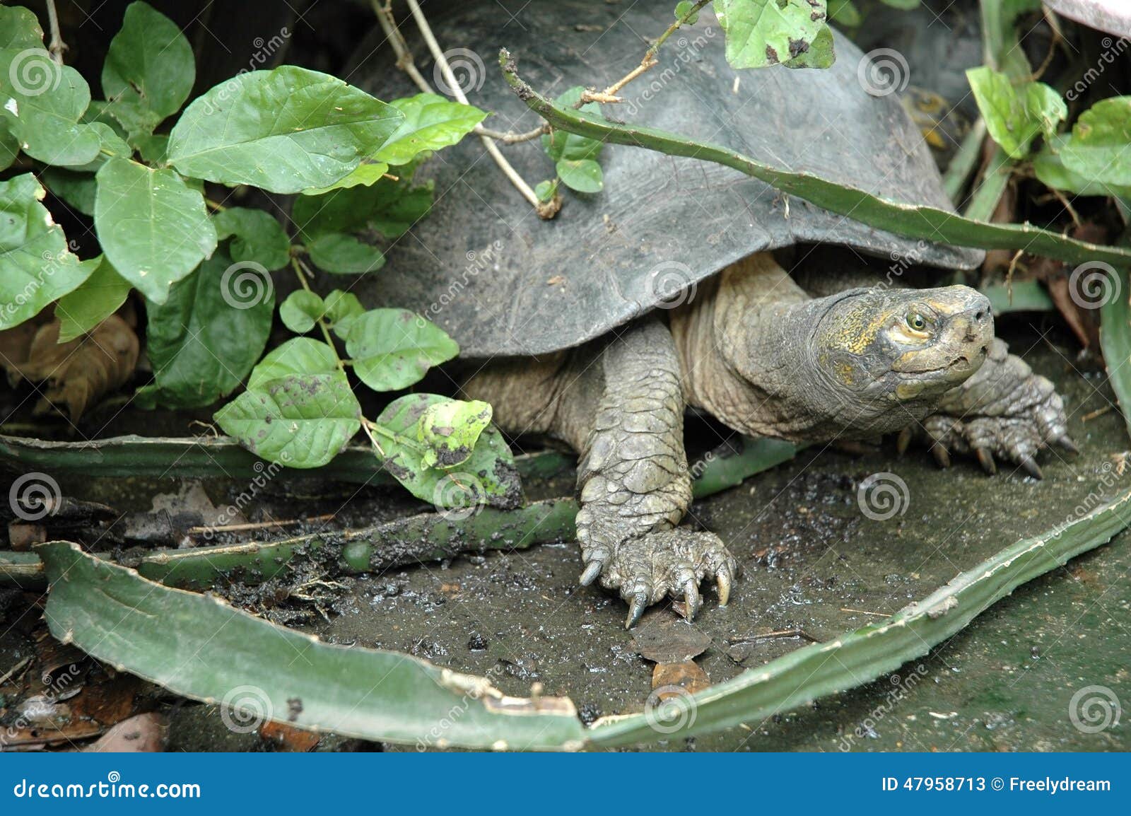 Yellow-Headed Temple Turtle Stock Image - Image of baby, temple: 47958713