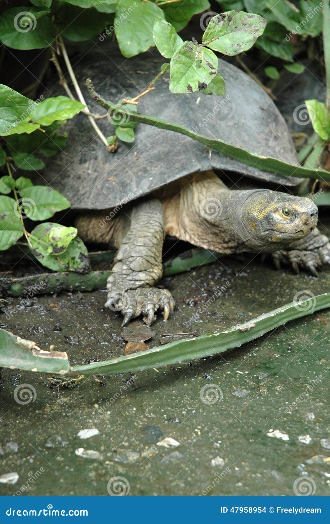 Yellow-Headed Temple Turtle Stock Photo - Image of bushes, staring ...
