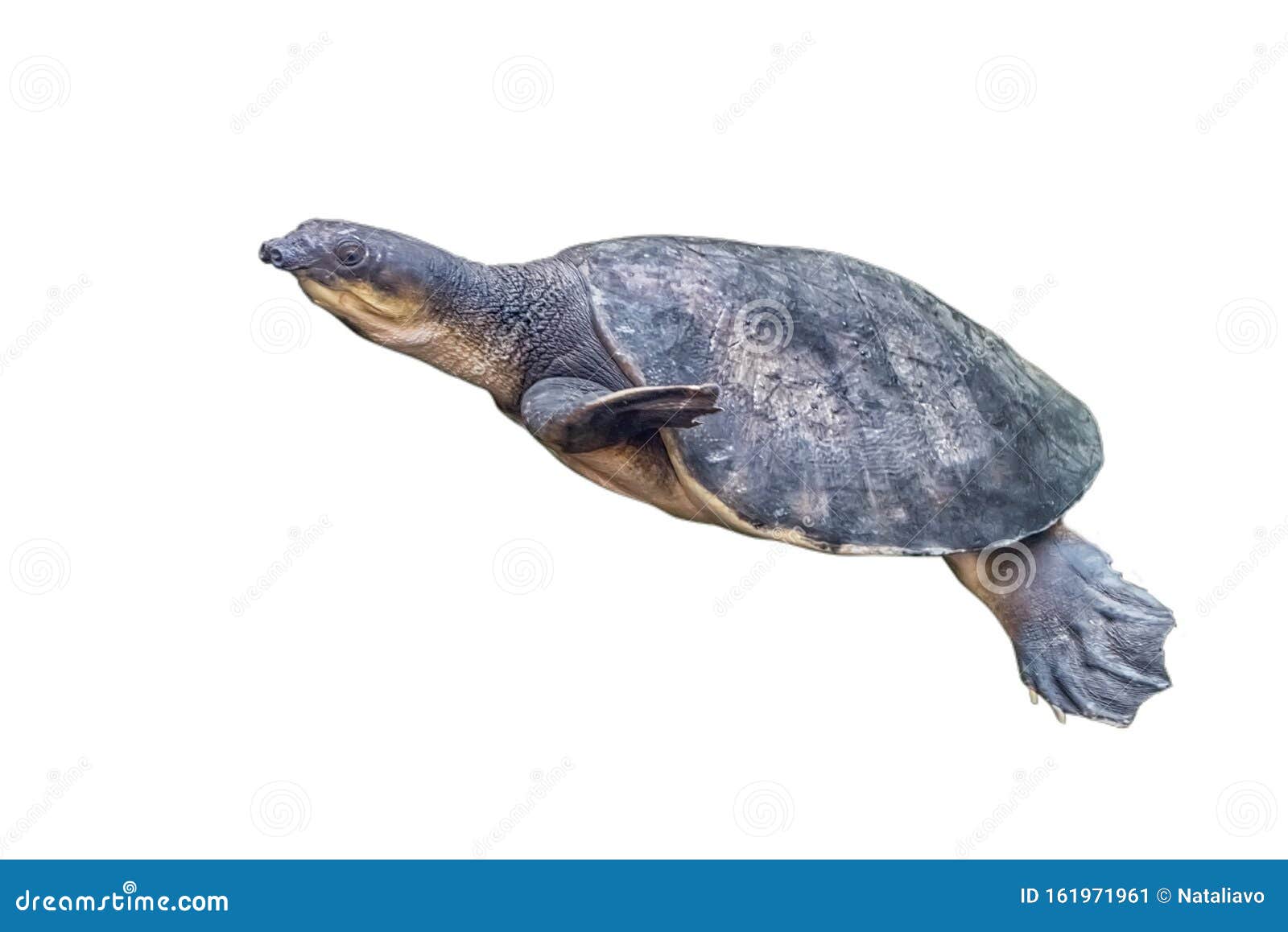 Yellow-headed Temple Turtle Swimming. Isolated Stock Image - Image of ...