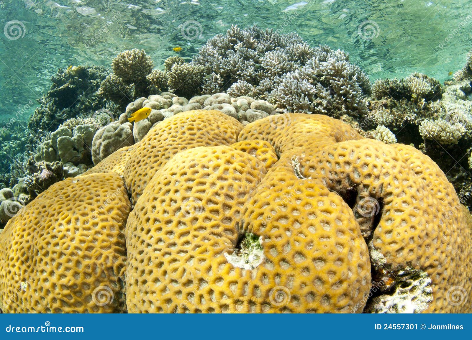 Yellow healthy coral reef stock image. Image of woman - 24557301