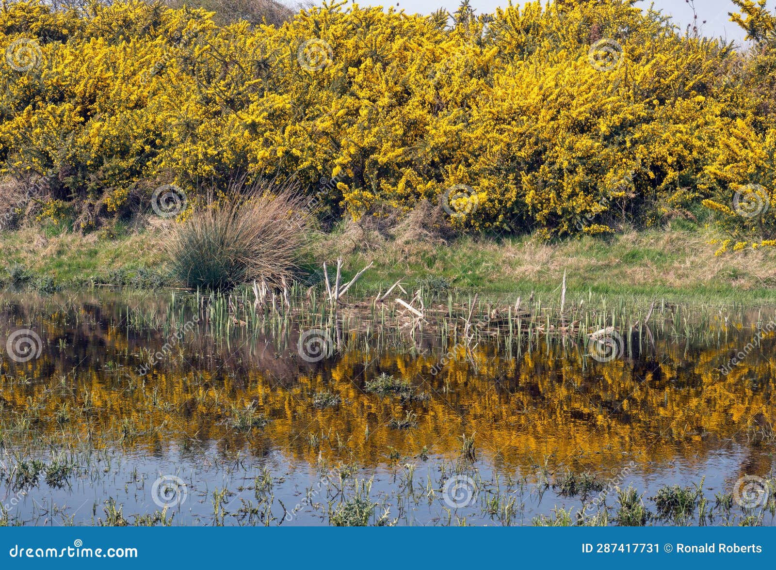 Yellow Heather Bush in Full Bloom Reflecting Stock Image - Image of ...