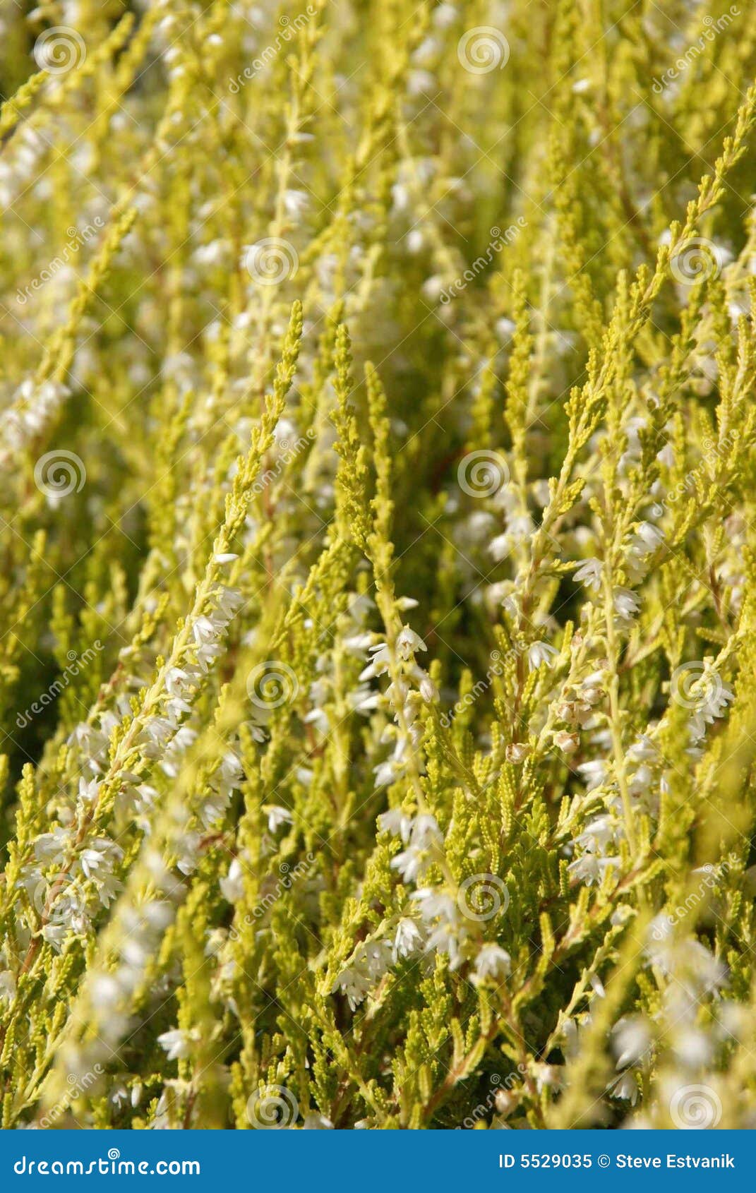Yellow heather flowers, stock image. Image of pattern - 5529035