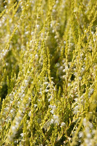 Yellow heather flowers, stock image. Image of pattern - 5529035