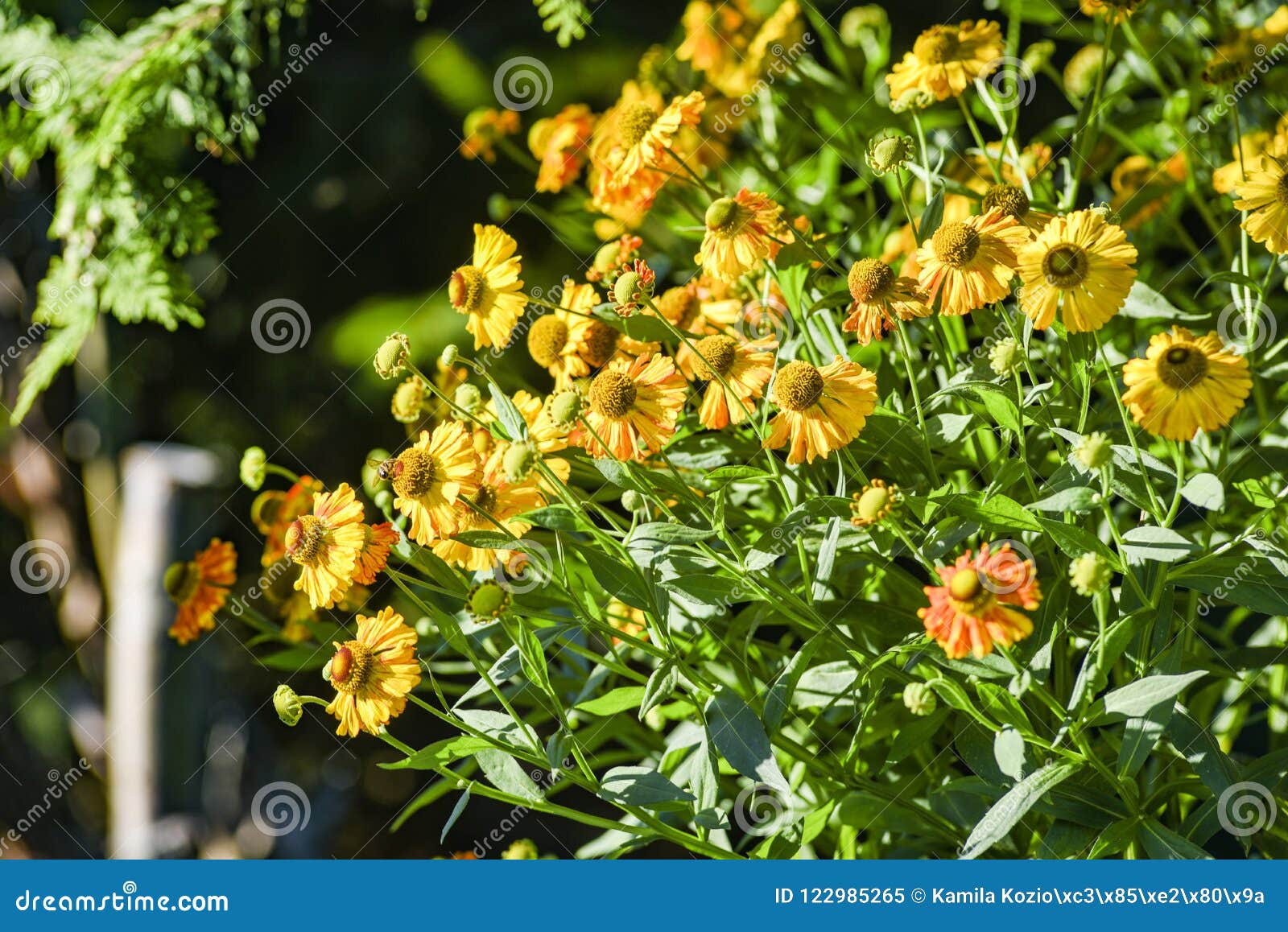 Yellow Helenium Blooming on the Summer Field. Stock Image - Image of ...