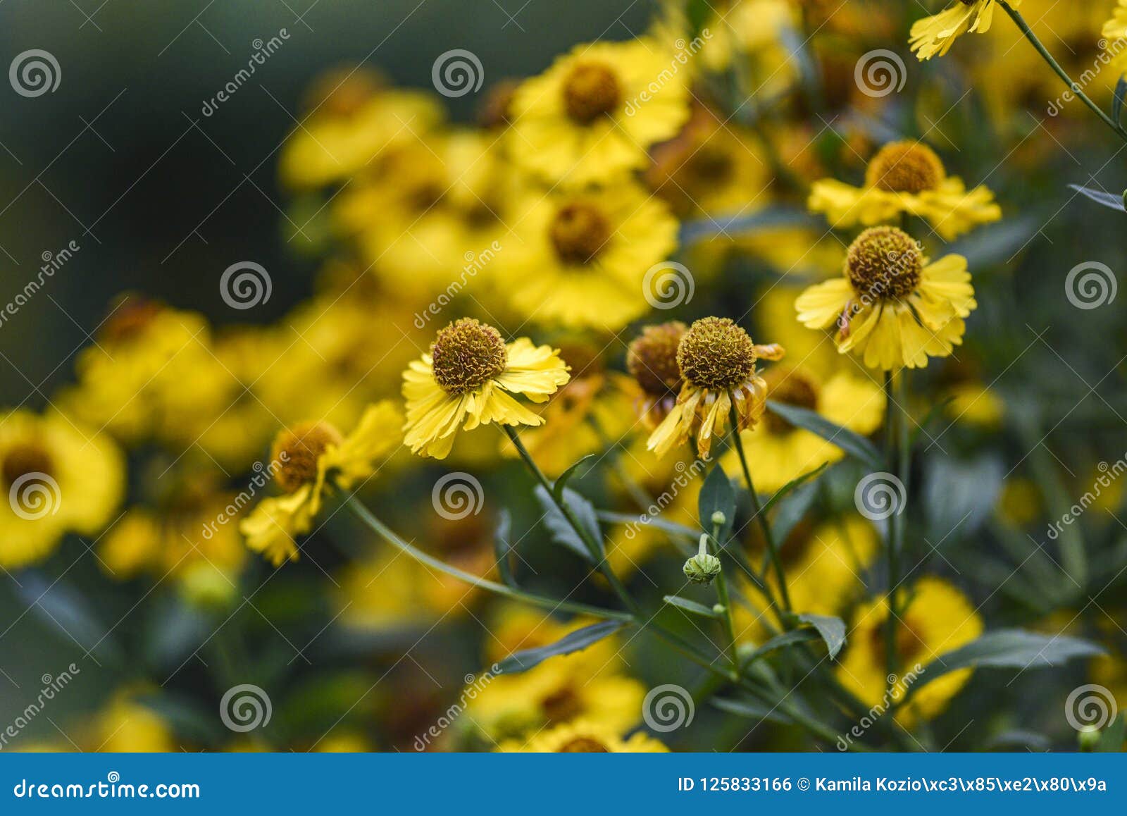Yellow Helenium Blooming on the Summer Field. Stock Photo - Image of ...
