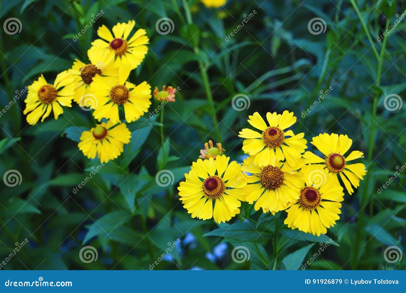 Yellow helenium flowers stock image. Image of petal, flowerbed - 91926879