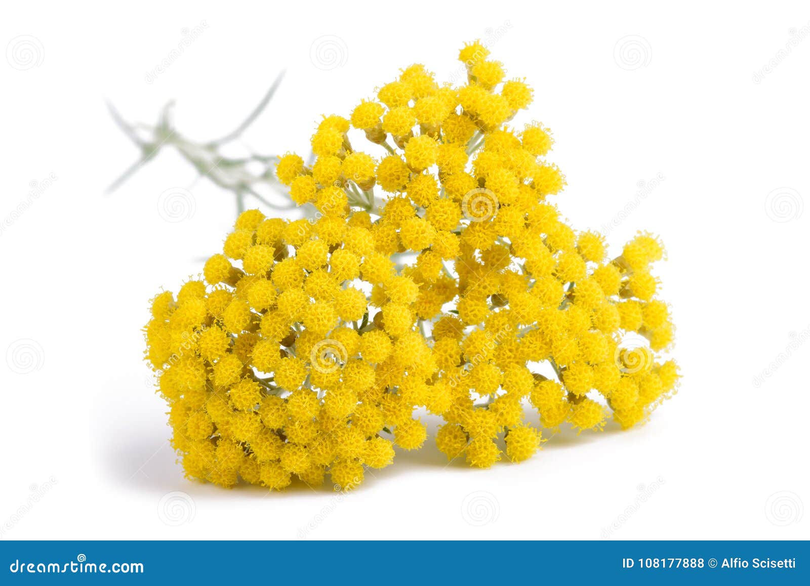 Yellow helichrysum flowers stock photo. Image of herb - 108177888