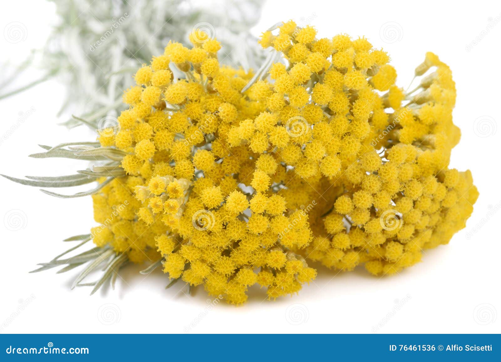 Yellow helichrysum flowers stock photo. Image of bouquet - 76461536
