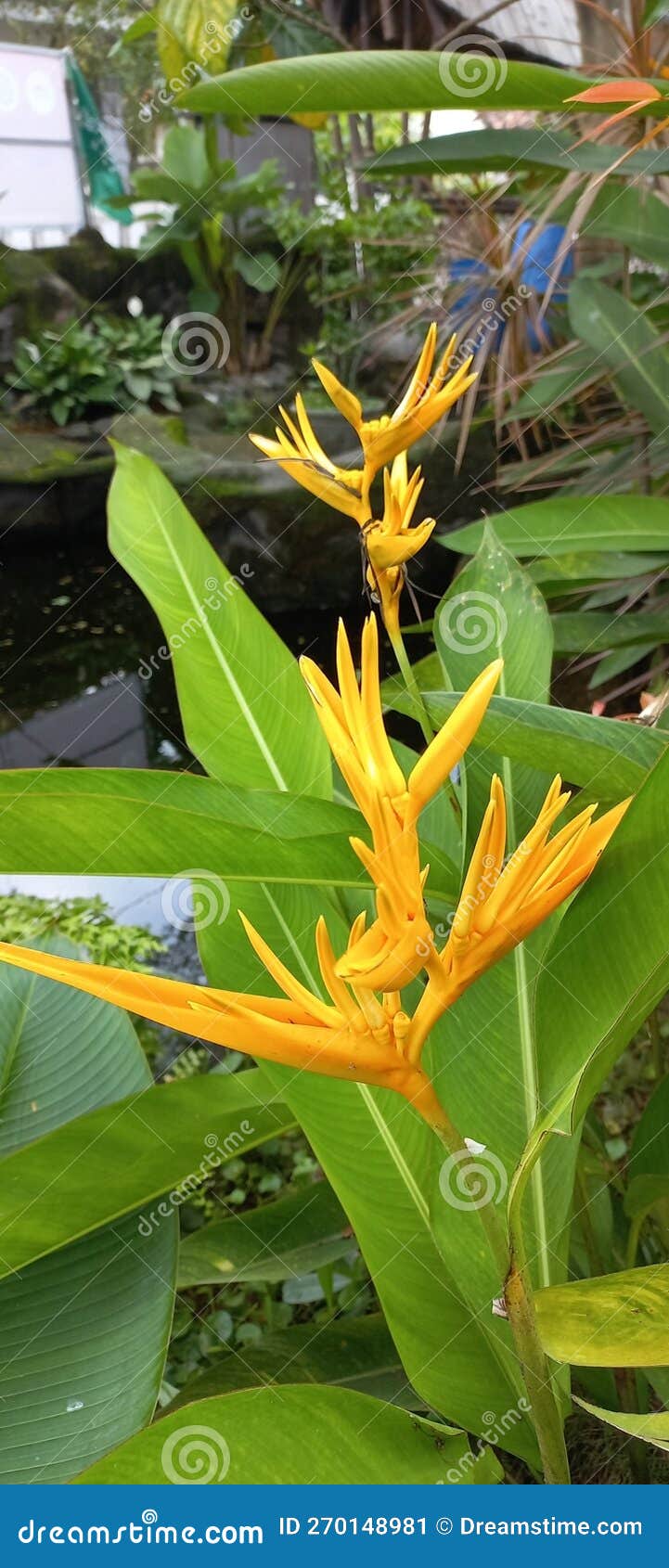 The Yellow Heliconia stock image. Image of yellow, shrub - 270148981