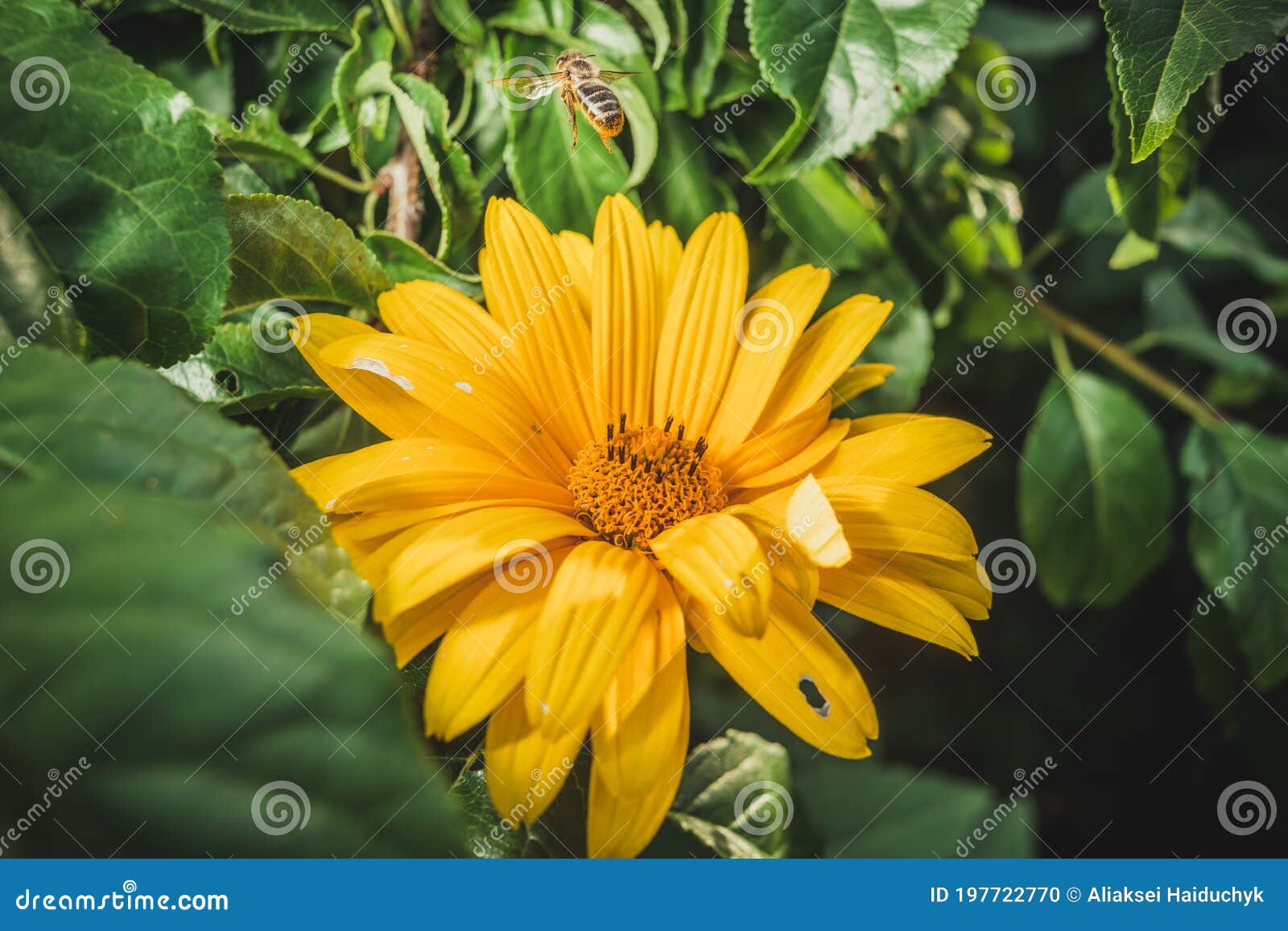 Yellow Heliopsis Flower/yellow Heliopsis Flower in the Garden among the ...