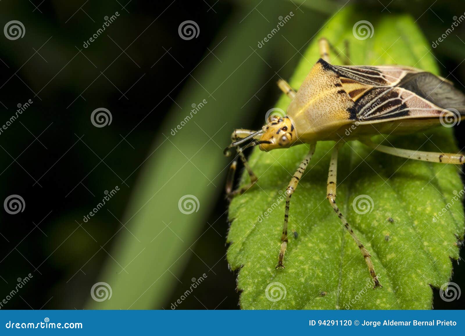 Yellow Hemiptera Bug on a Leaf Stock Photo - Image of macro, closeup ...