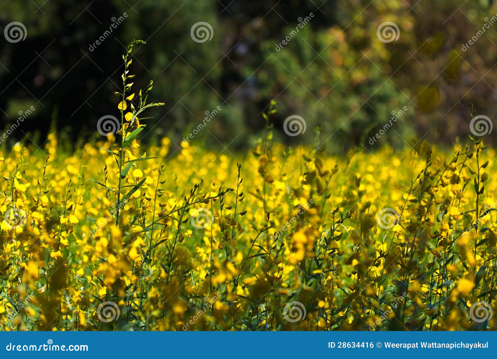 Yellow hemp stock photo. Image of tree, plant, farm, agriculture - 28634416