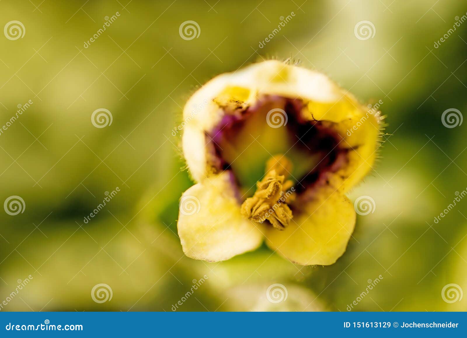 Yellow henbane with flower stock image. Image of psychedelic - 151613129