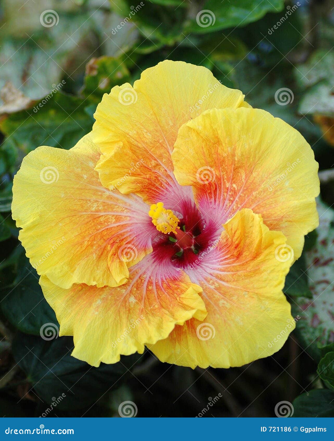 Yellow Hibiscus stock photo. Image of foliage, jungle, flores - 721186