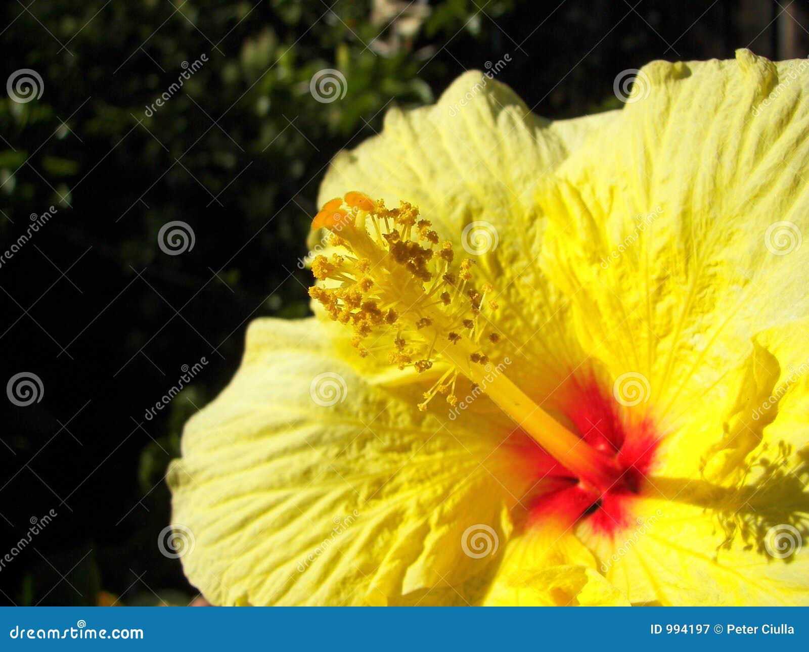 Yellow Hibiscus stock image. Image of grow, grown, garden - 994197