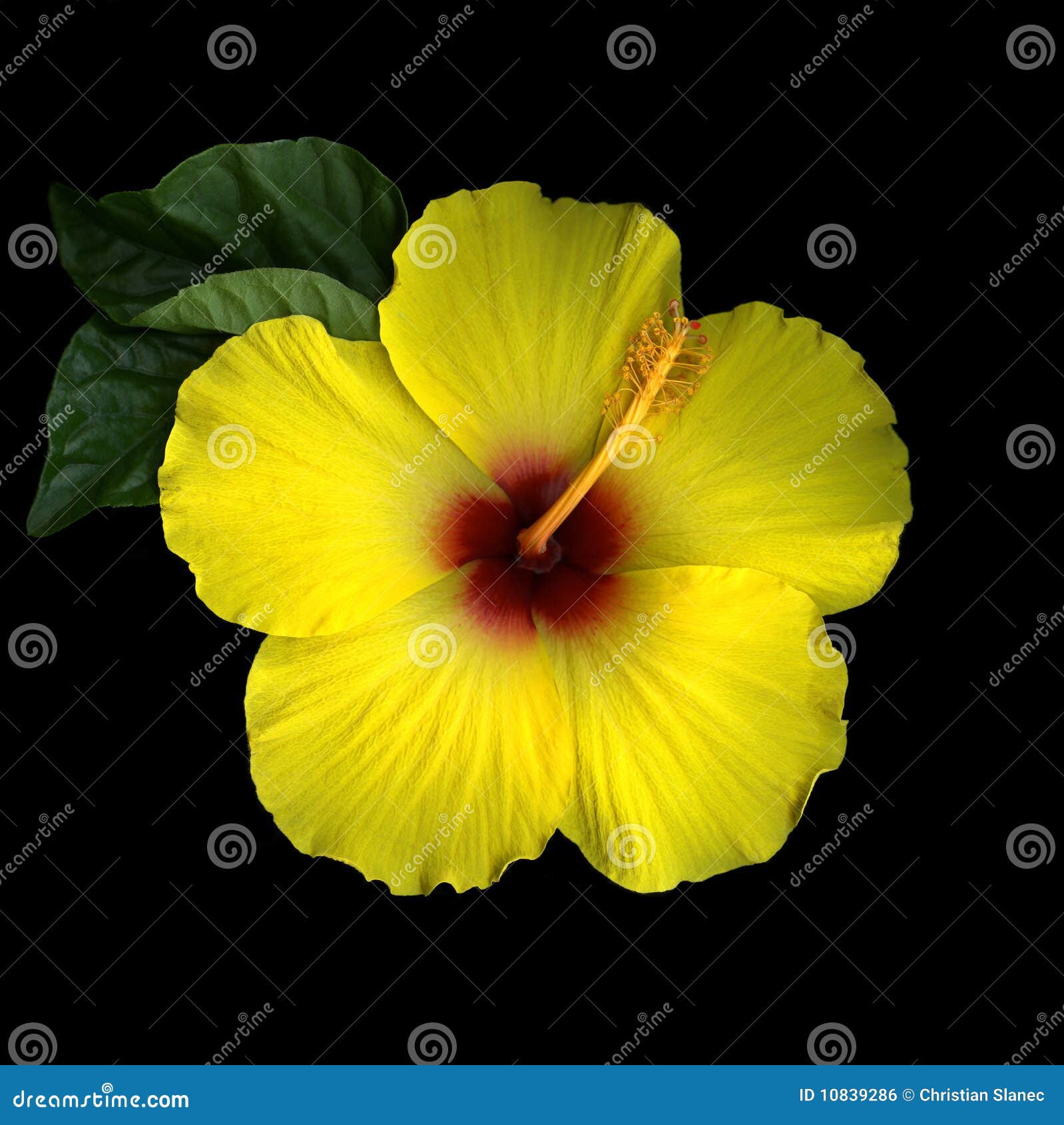 Yellow Hibiscus Flower In Bloom With A Black Background. Royalty-Free ...