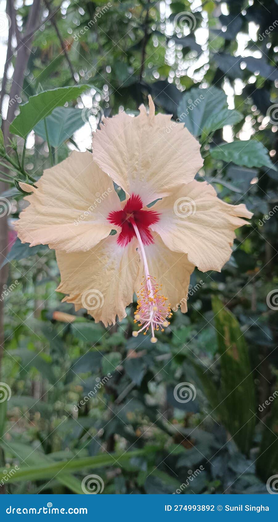 The Yellow Hibiscus Flower of Assam State, India Stock Photo - Image of ...