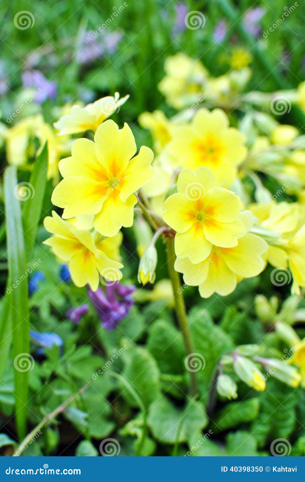 Yellow high primrose stock photo. Image of yellow, high - 40398350