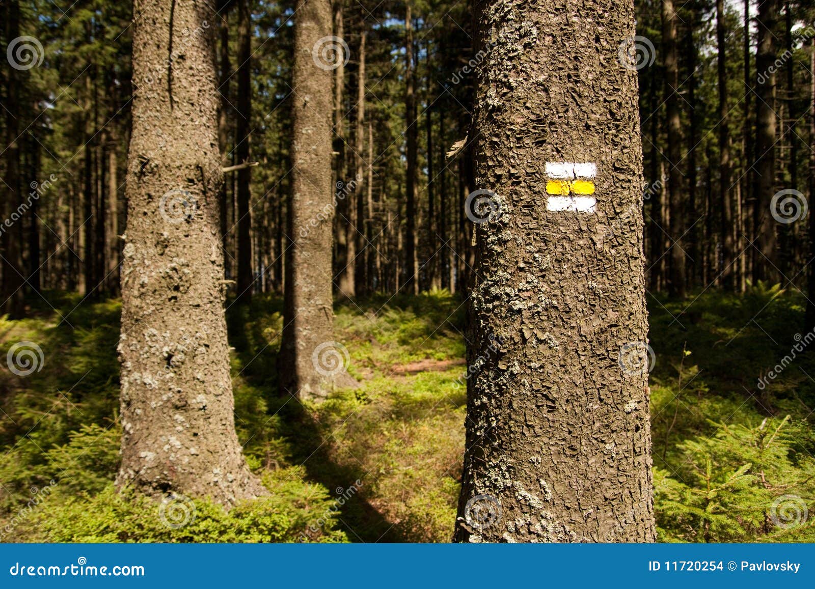 Yellow Hiking Signs On A Pole Pointing Towards A Hiking Trail To ...