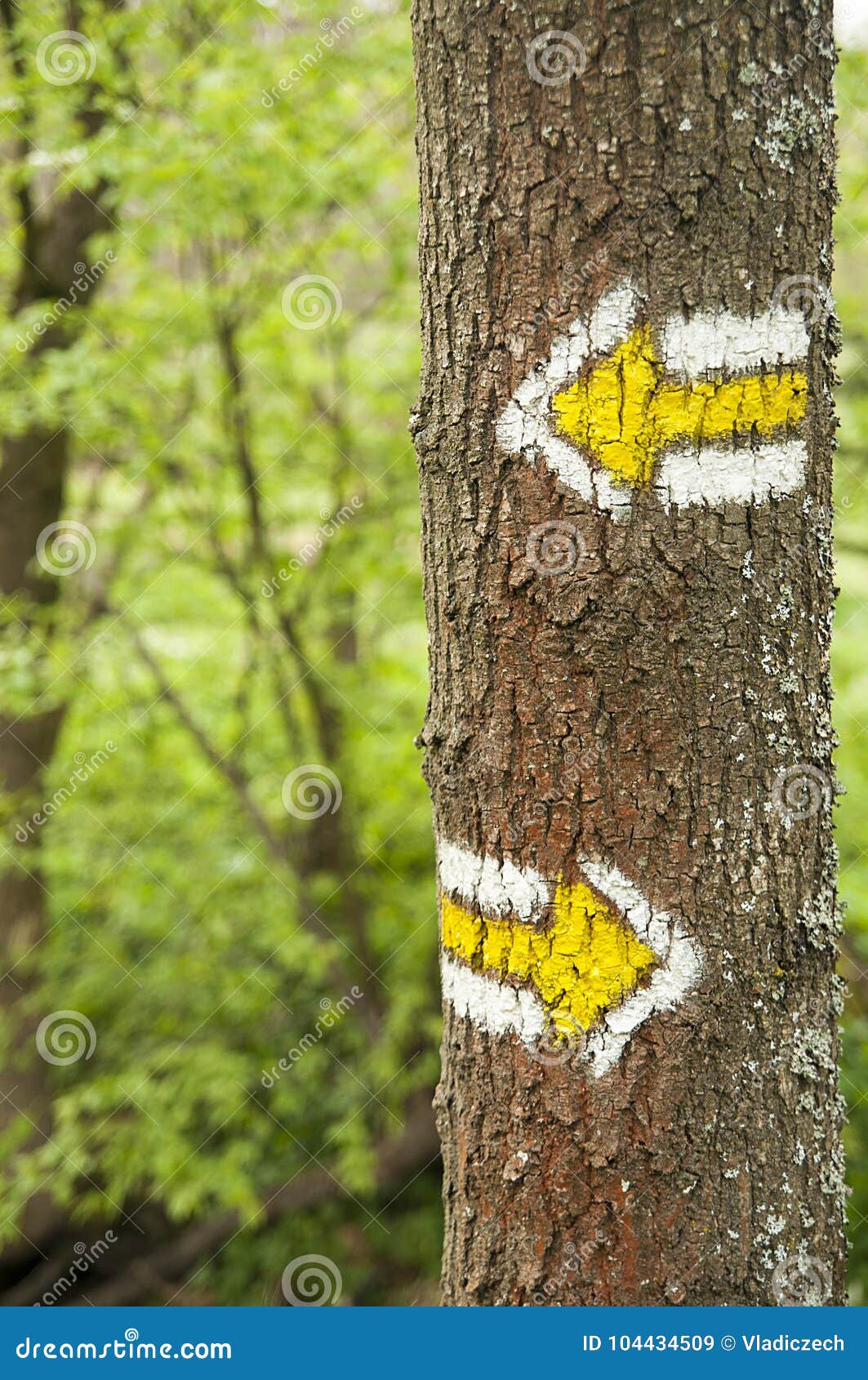 Yellow Hiking Markers on a Tree in the Czech Republic Stock Image ...