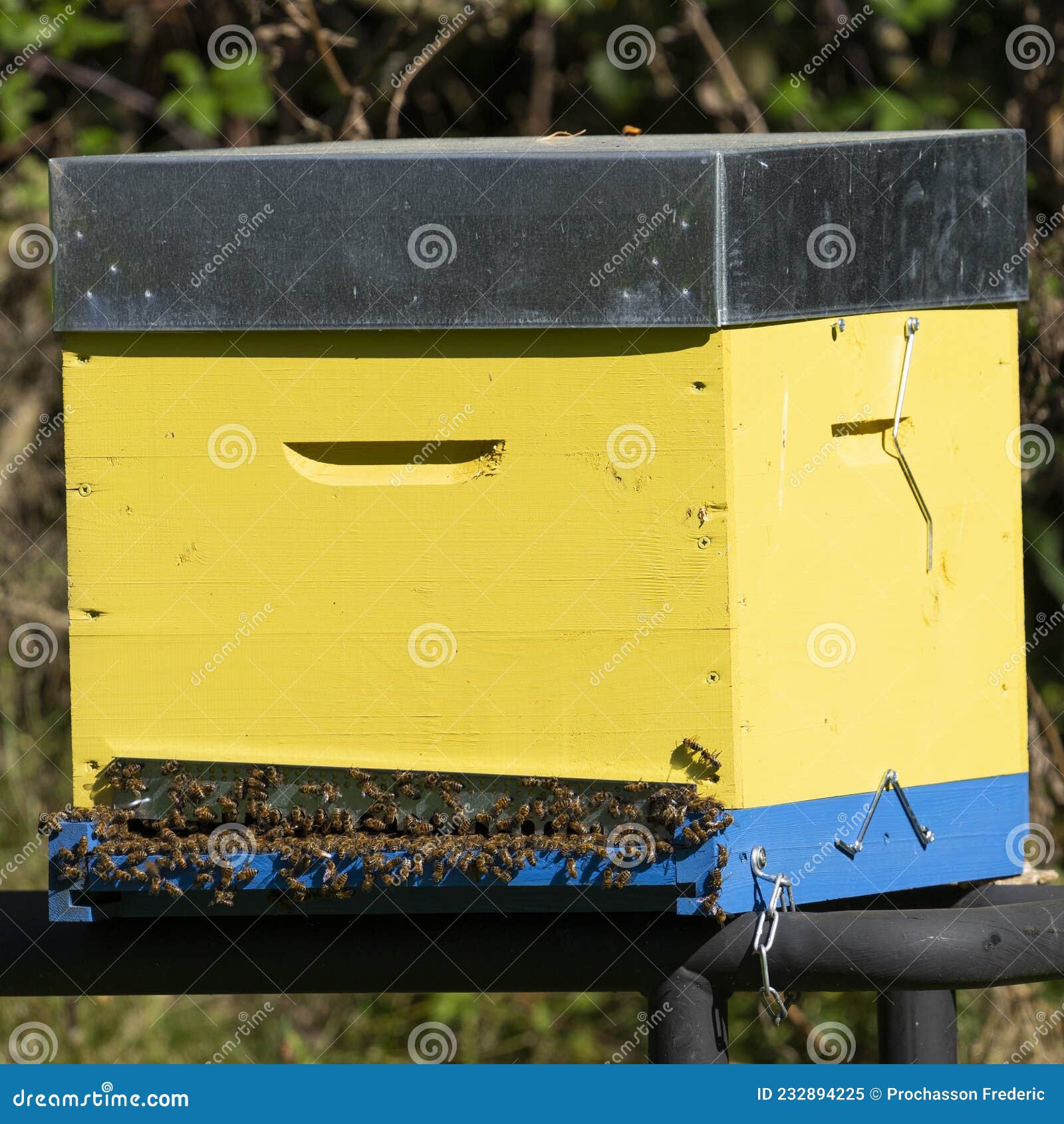 Yellow hive with bees stock image. Image of hive, breeding - 232894225
