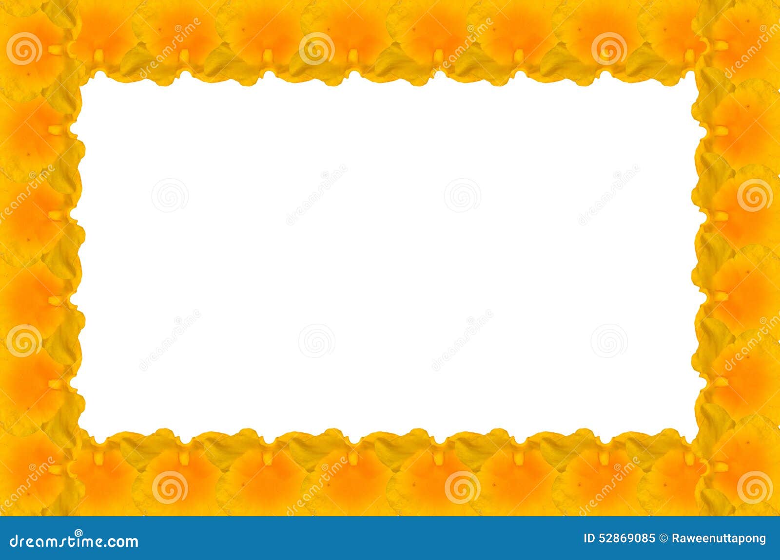 YelloW Honey Fragrant Orchid Stock Illustration - Illustration of ...